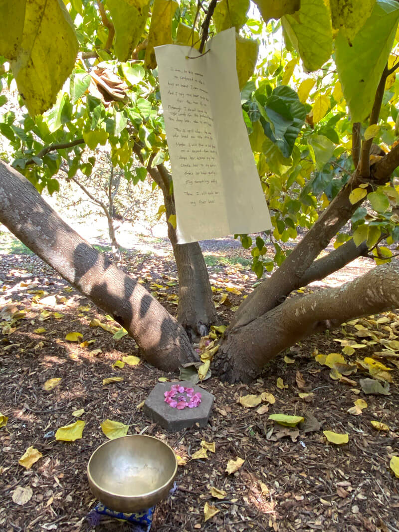 The Grieving Tree Project - June 6–13th – Pacifica Graduate Institute ...